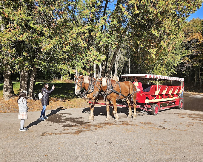 Little hands reach out to gentle giants, creating the kind of vacation memory that outlasts any souvenir from the fudge shops.