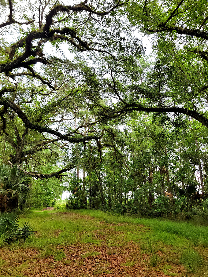 Ancient oaks create a natural archway, their moss-draped limbs reaching across the path like welcoming arms.