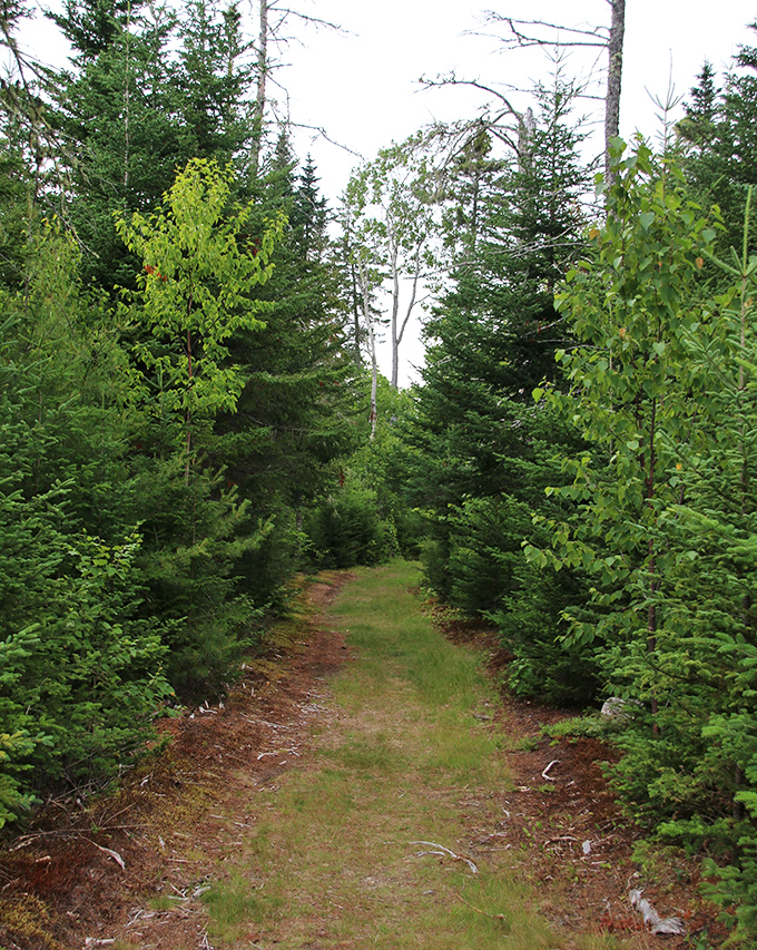 Tall pines create natural corridors, their vertical lines drawing the eye upward to patches of blue sky peeking through.