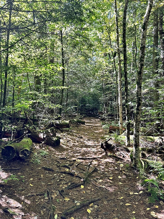 The forest floor tells stories in layers of leaves and light, a natural history book written in shadows and sunbeams.
