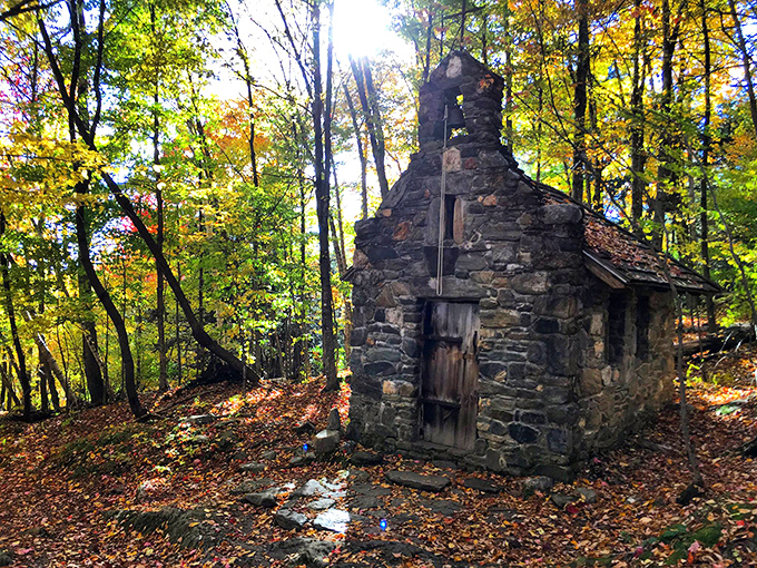 Sunbeams pierce the forest canopy like nature's own spotlight, illuminating the path to peace one ray at a time.