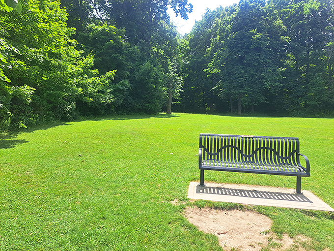 A solitary bench invites contemplation in this sun-dappled clearing, where birdsong provides nature's soundtrack for quiet moments.