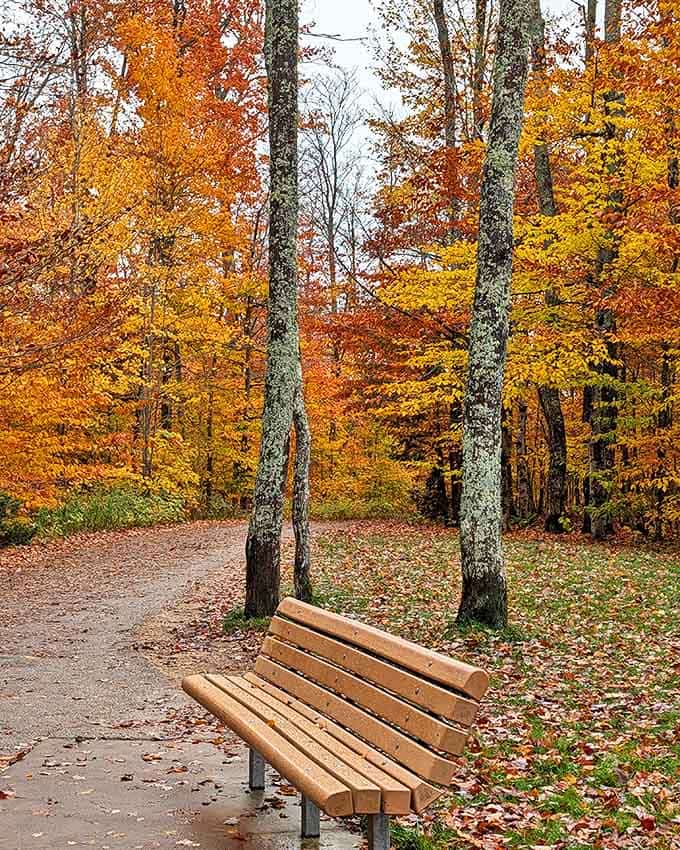 A simple bench offers the perfect spot to absorb autumn's splendor, proving sometimes the best entertainment is simply sitting still.