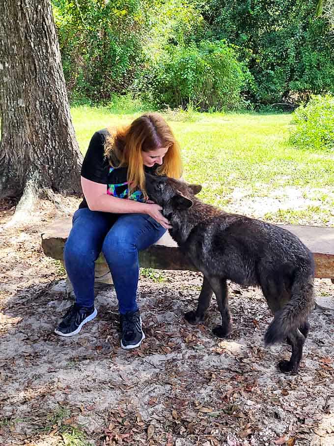 This dark-coated beauty demonstrates that wolves are individuals with distinct personalities, and this one clearly enjoys some quality human time.