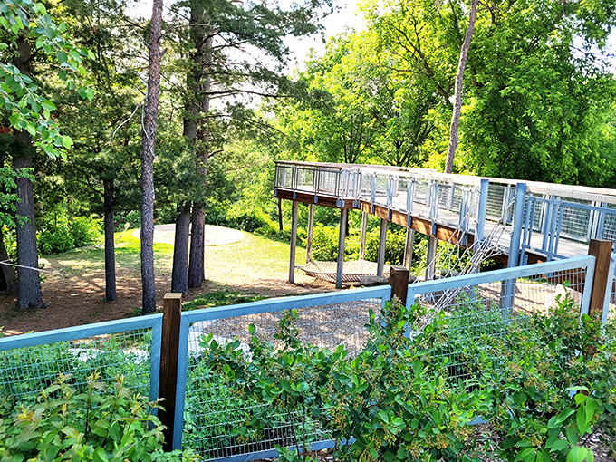 This elevated boardwalk offers treetop perspectives and proves that sometimes the best view isn't on a screen.