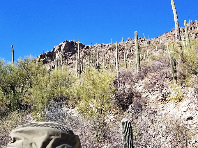 Saguaro sentinels stand guard over the Arizona landscape, part of the diverse ecosystem surrounding Walnut Canyon.