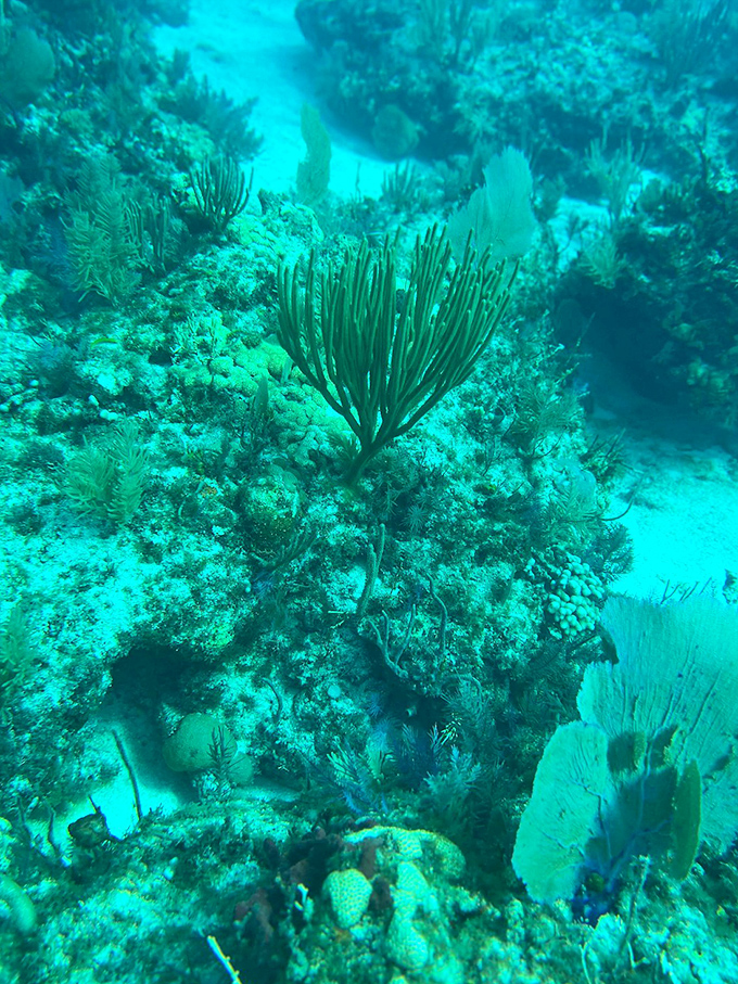 Beneath the waves, coral gardens create underwater architecture that puts human designs to shame &ndash; nature's living sculptures.