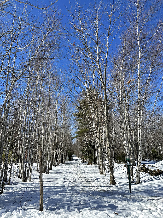 Winter transforms the trail into a corridor of white, birch trees standing like sentinels against brilliant blue skies.