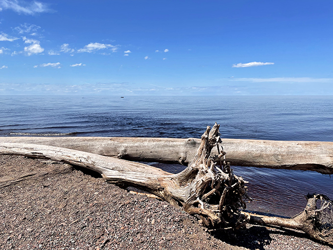 Driftwood sculptures created by Lake Superior's powerful waves rest on the shore like natural art installations, telling stories of storms and journeys.