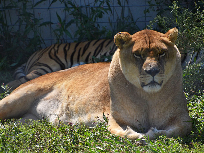 Lioness in repose: The afternoon sun brings out the golden highlights in this queen of the sanctuary.