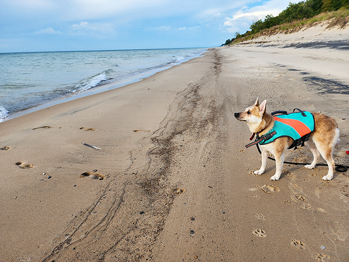 Four-legged explorers enjoy Glass Beach too &ndash; this pup seems to know exactly where the best treasures are hiding.