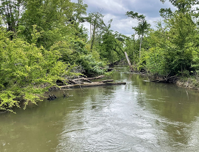 Paddle down this tranquil river, surrounded by dense Florida greenery and the quiet beauty of the great outdoors.