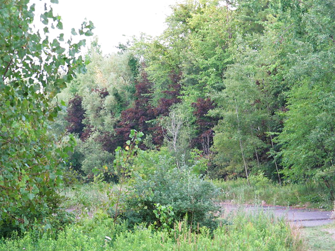 The grass is always greener on the abandoned highway, mainly because nobody's around to mow it or tell it where to grow.