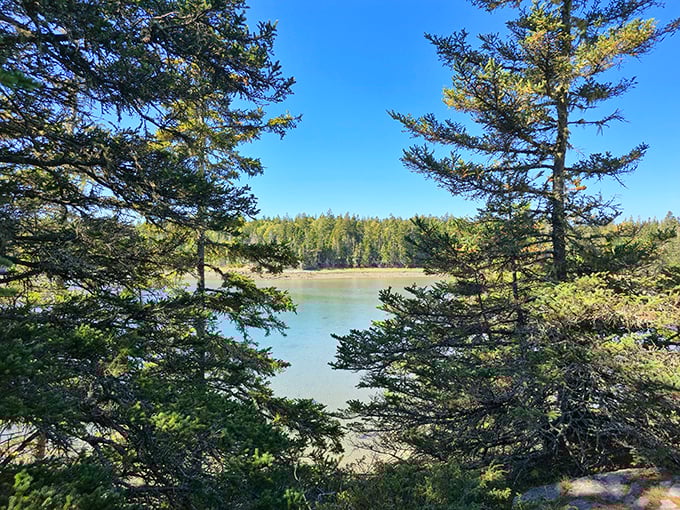 A perfect frame of pine creates nature's viewfinder, showcasing the tranquil harbor that gives this trail its name.