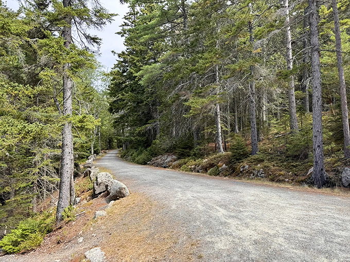 The tree-aligned trail road winding through the forest &ndash; historic pathways built for leisure still serving that purpose beautifully.