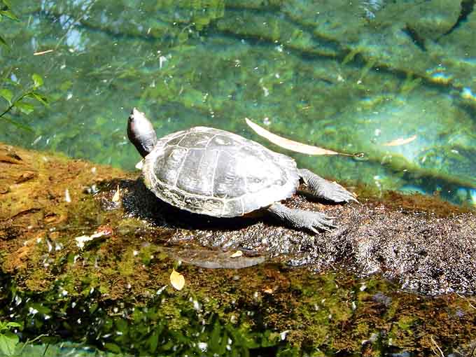 This turtle's found the perfect sunbathing spot and clearly has no intention of moving for anyone, demonstrating the kind of relaxation we should all aspire to achieve.