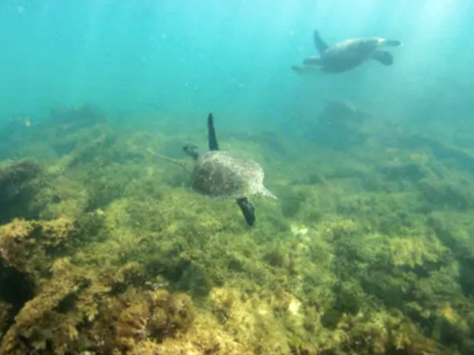 Sea turtles cruise the wreck with the unhurried grace of creatures who've seen it all. Ocean's retirees living their best life.