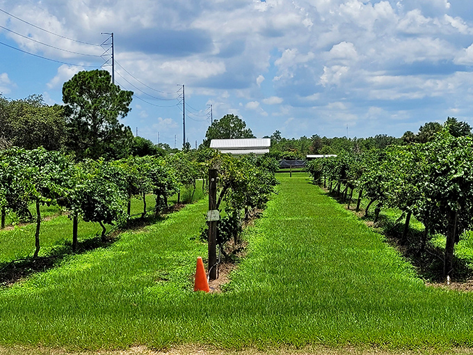 Neat rows of grapevines stretch toward the horizon, surprising visitors who didn't expect to find vineyard views in the Sunshine State.