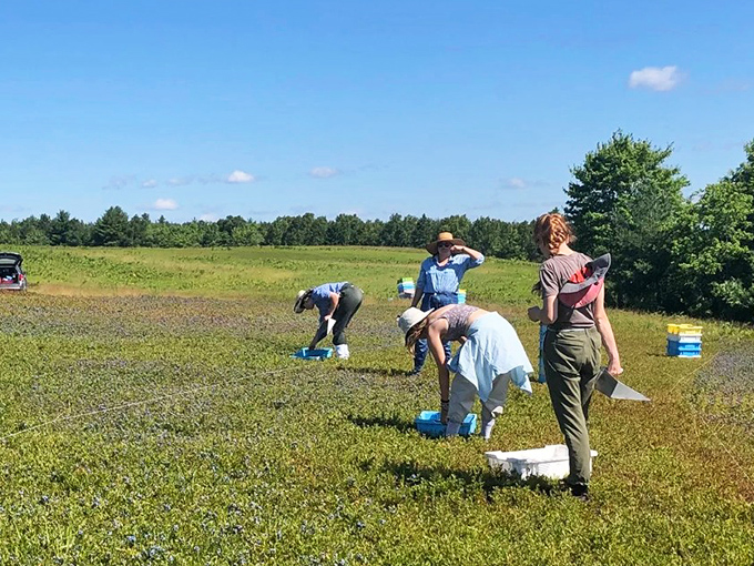 The ancient art of hand-raking continues &ndash; visitors discover that harvesting your own berries makes them taste even sweeter.