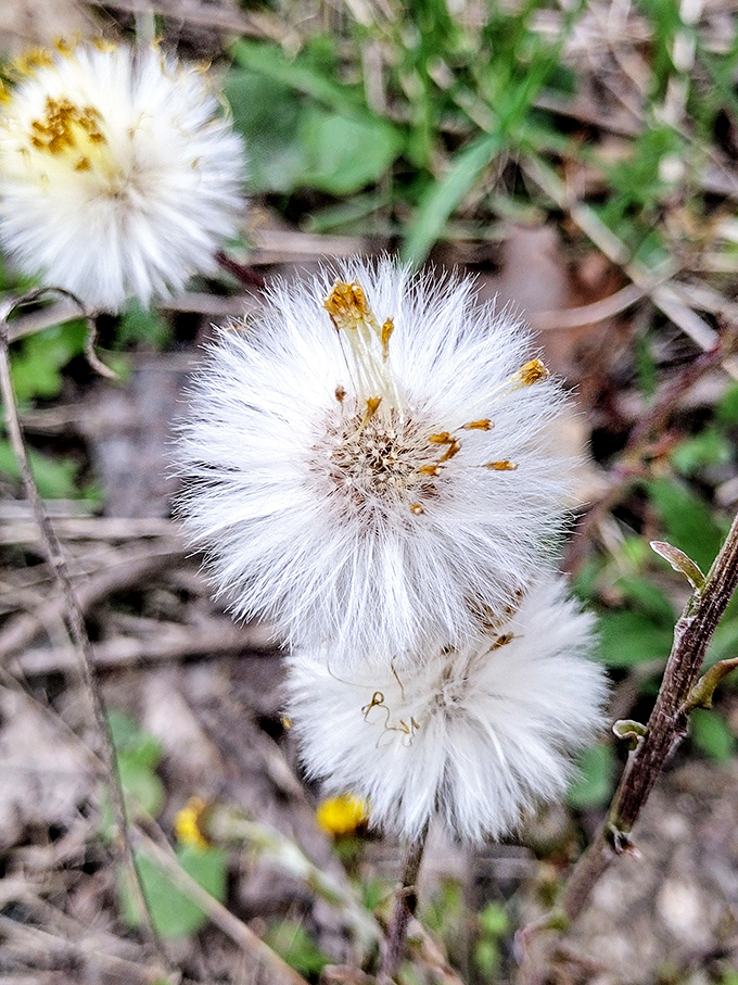 Delicate wildflowers dot the forest floor, adding touches of ethereal beauty to Bomoseen's already magical woodland setting.