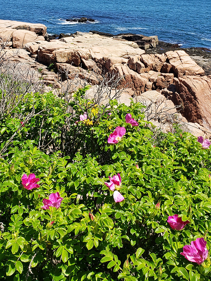 Wild roses cling to coastal rocks, adding delicate pink punctuation to the rugged Maine shoreline's geological sentences.