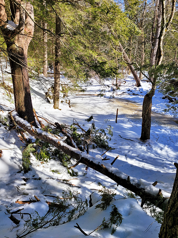 Winter transforms Cascade Falls into a hushed wonderland where snow blankets the landscape and ice adorns the trees.