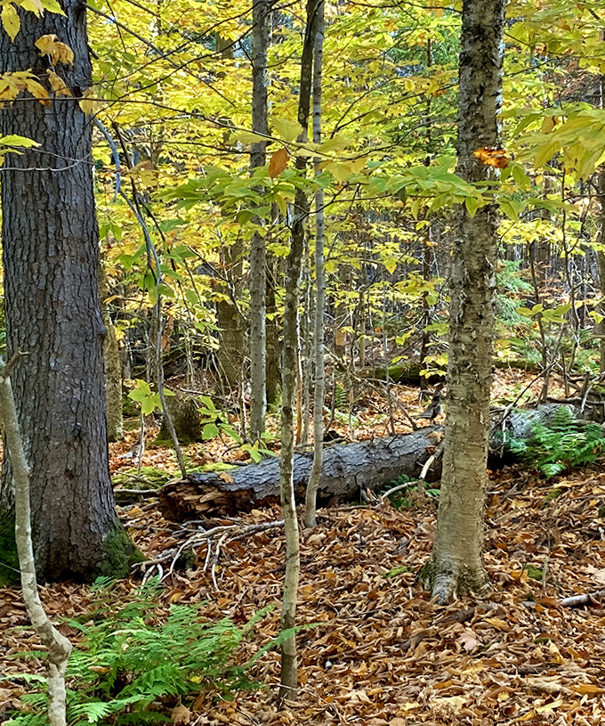 Autumn's golden carpet transforms the forest floor into nature's most luxurious welcome mat – no wiping your feet required!