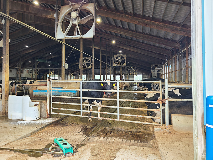 Where it all begins &ndash; contented cows lounge in their spacious barn, blissfully unaware they're the celebrities powering this ice cream paradise.