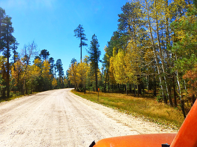 Aspen-lined passages create natural tunnels of gold during fall, when the rim road becomes one of Arizona's most spectacular leaf-peeping destinations.