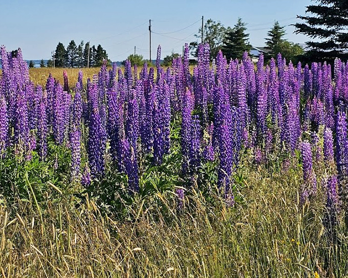 Purple reign: Wild lupines carpet the coastal meadows in late spring, creating a vibrant foreground to the endless blue horizon.