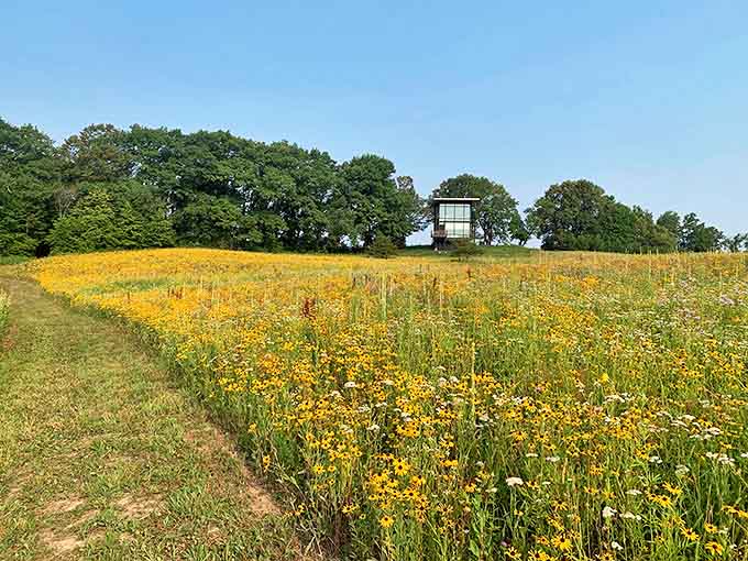 Wildflowers carpet the meadow in summer like nature decided to go full Monet, with the tower rising in the background as the perfect punctuation mark to the scene.