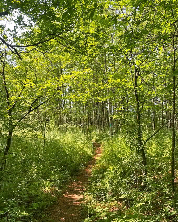Forest Trail: Dappled sunlight creates nature's disco ball effect, no Saturday Night Fever dance moves required.