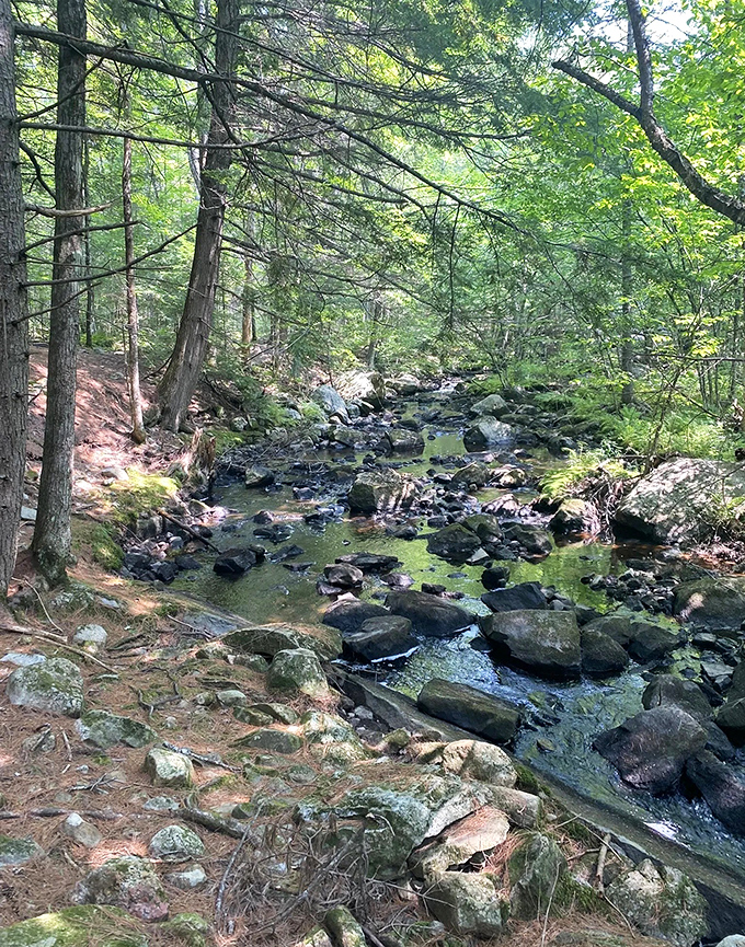 Dappled light plays across this forested stream, creating a kaleidoscope of shadows and reflections that changes with every breeze.