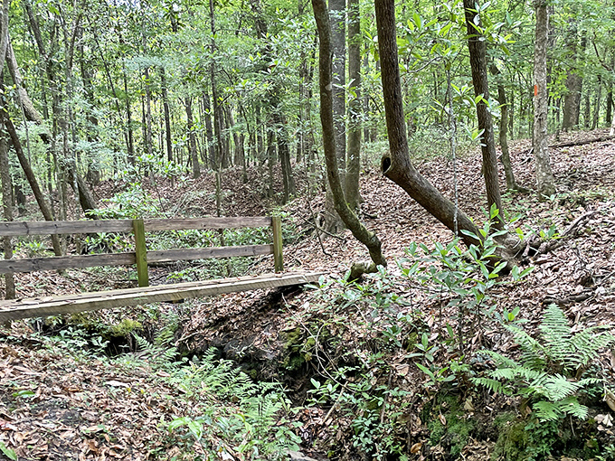 Fort Braden Trails offer peaceful woodland paths where dappled sunlight plays across forest floors rich with ferns and native flora.
