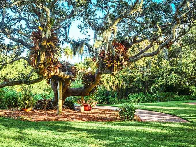 Spanish moss drapes from ancient oak branches, creating natural curtains that filter Florida sunshine into dappled garden pathways.
