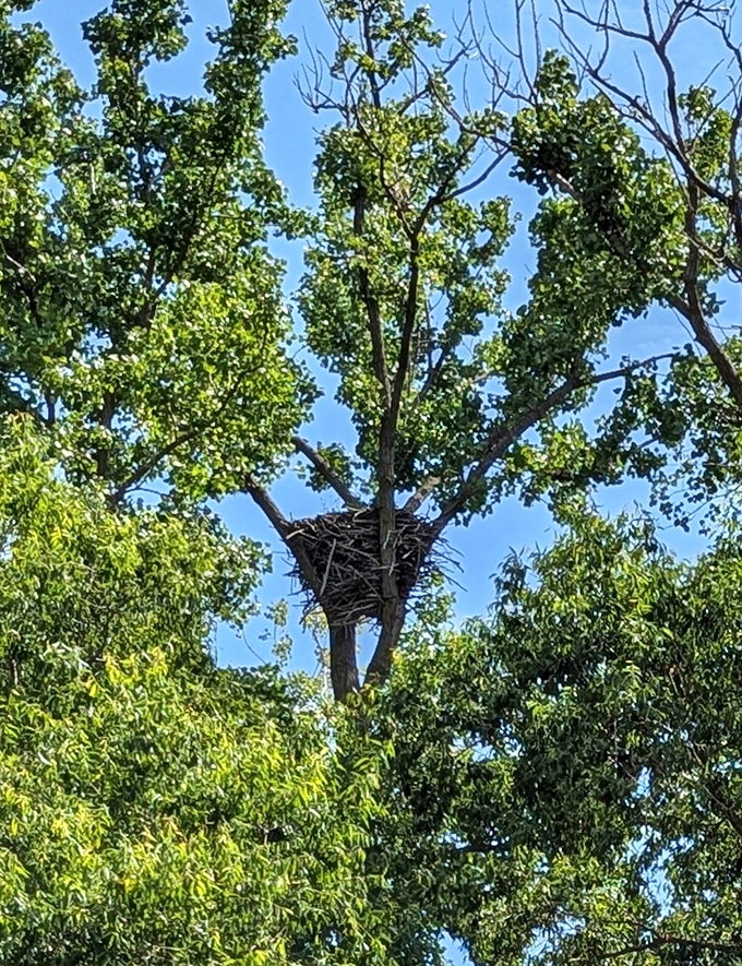 Real estate with a view: This massive eagle's nest represents weeks of construction and years of family history perched high above Shiawassee's canopy.