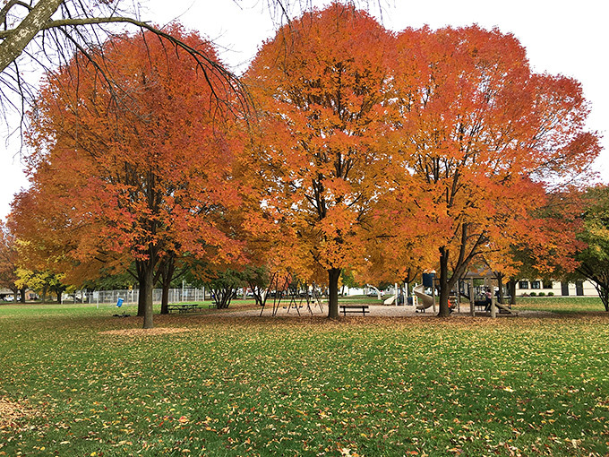 Mather Heights Park's autumn display creates a golden canopy, where falling leaves dance to the ground in nature's most beautiful retirement ceremony.