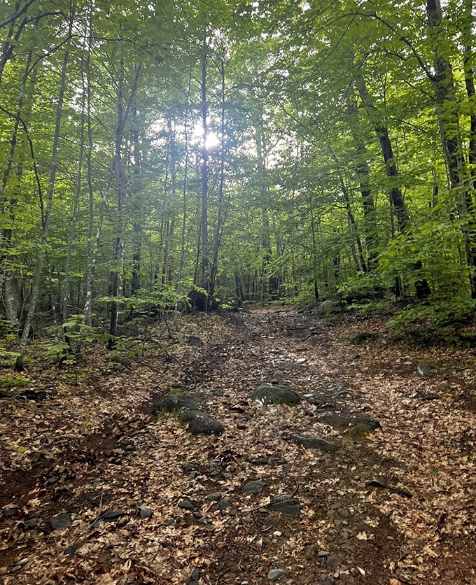 The forest path winds invitingly through sun-dappled trees, promising adventure without demanding excessive exertion from curious explorers.