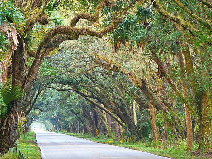 The perfectly paved road contrasts beautifully with the wild, untamed wilderness surrounding it &ndash; civilization and nature in rare, harmonious balance.
