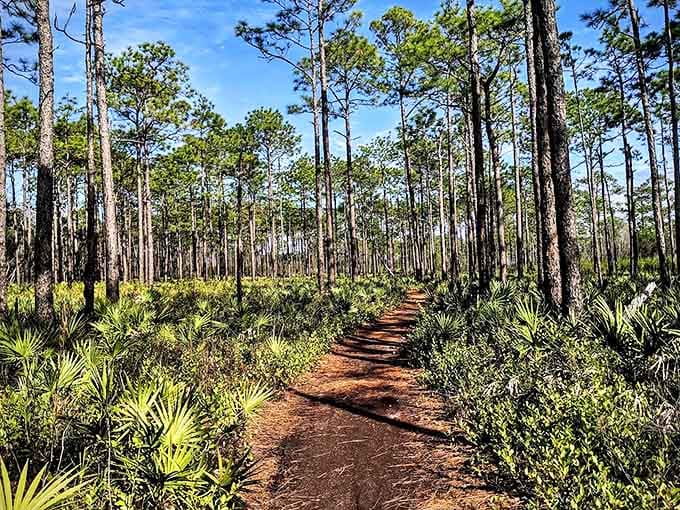 The pine flatwoods trail winds through Florida's natural heritage, a reminder that the best theme parks don't have admission fees.