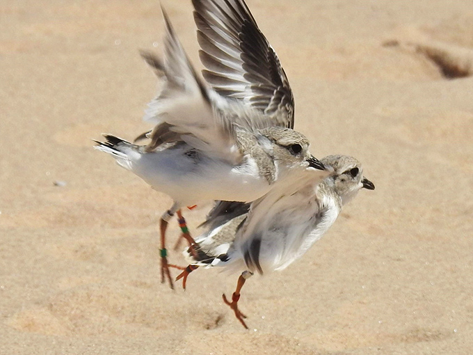 Endangered piping plovers scurry along the shoreline, their delicate legs a blur as they dodge waves in their endless search for tiny morsels.