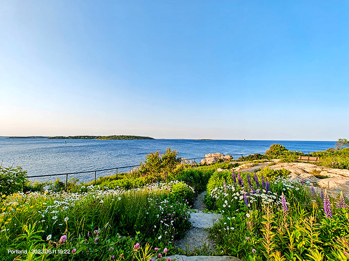 Wildflowers frame the perfect view of Casco Bay, creating a living painting that changes with each passing season.