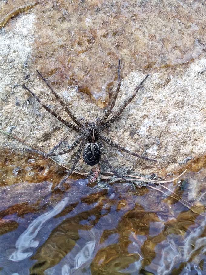 A fishing spider demonstrates impressive water-walking skills, part of the diverse ecosystem that thrives in and around the Swift River.