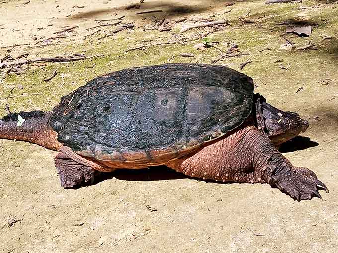 Even the wildlife takes advantage of the Badger State Trail &ndash; this snapping turtle clearly knows the best sunbathing spots.