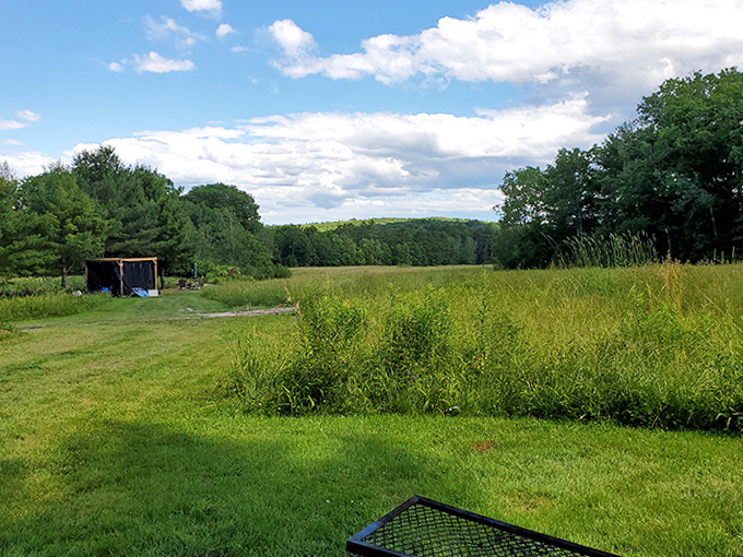 Summer meadows stretch toward distant forests—nature's version of an infinity pool, Maine style.