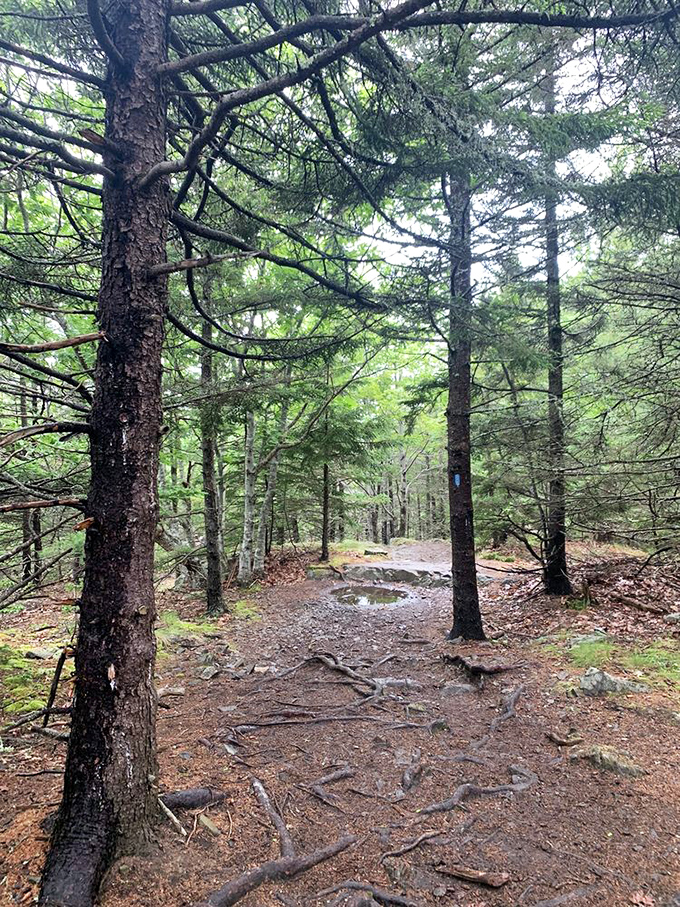 A forest path that feels like walking through the wardrobe to Narnia, minus the talking animals.