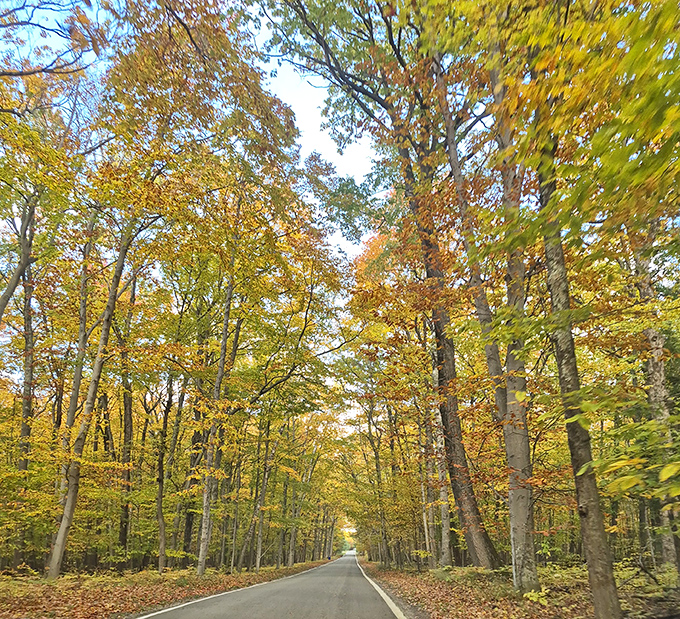 Mid-fall transforms the Tunnel of Trees into a corridor of amber and gold, where every glance upward reveals nature's perfect ceiling.