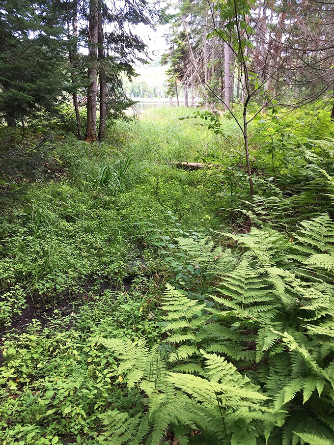 Wilderness trails wind through fern-filled forests surrounding Moosehead, where every turn might reveal a hidden view or wildlife encounter.