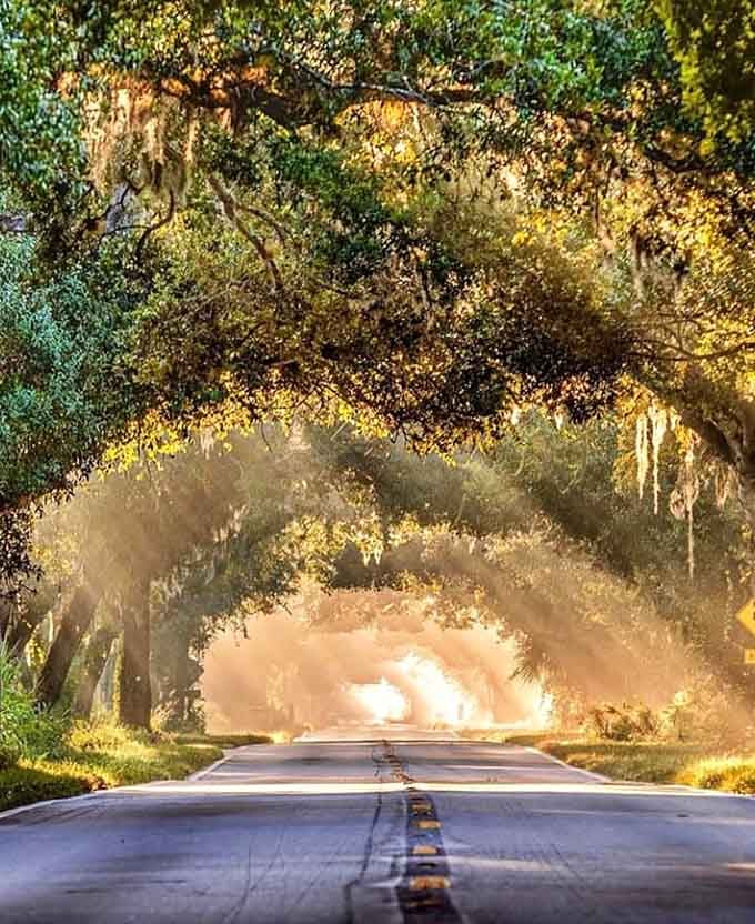This beautiful sunset scene transforms the tree tunnel into something even more magical, painting the sky in colors that make you grateful you brought a camera.