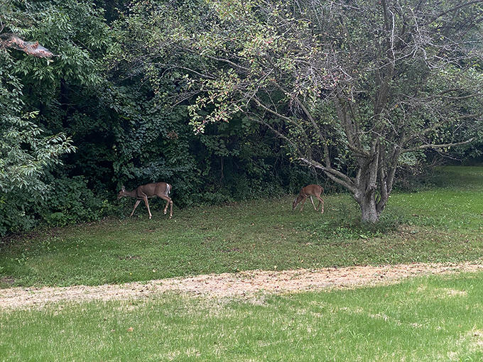 White-tailed deer graze at dusk near the trail's edge, their presence a reminder that we're guests in their woodland home.